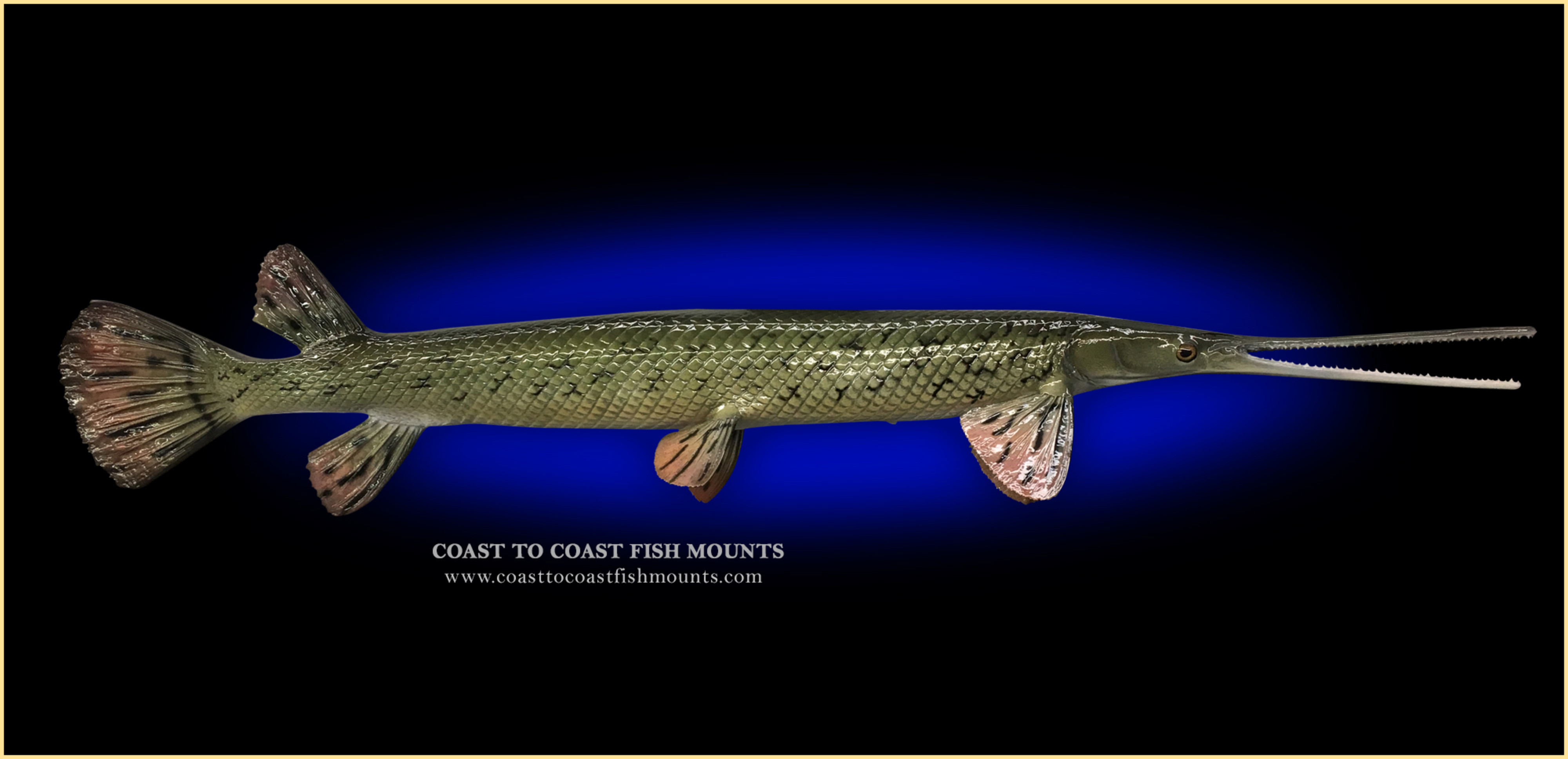 Longnose Garr Fish Mounts & Replicas by Coast-to-Coast Fish Mounts